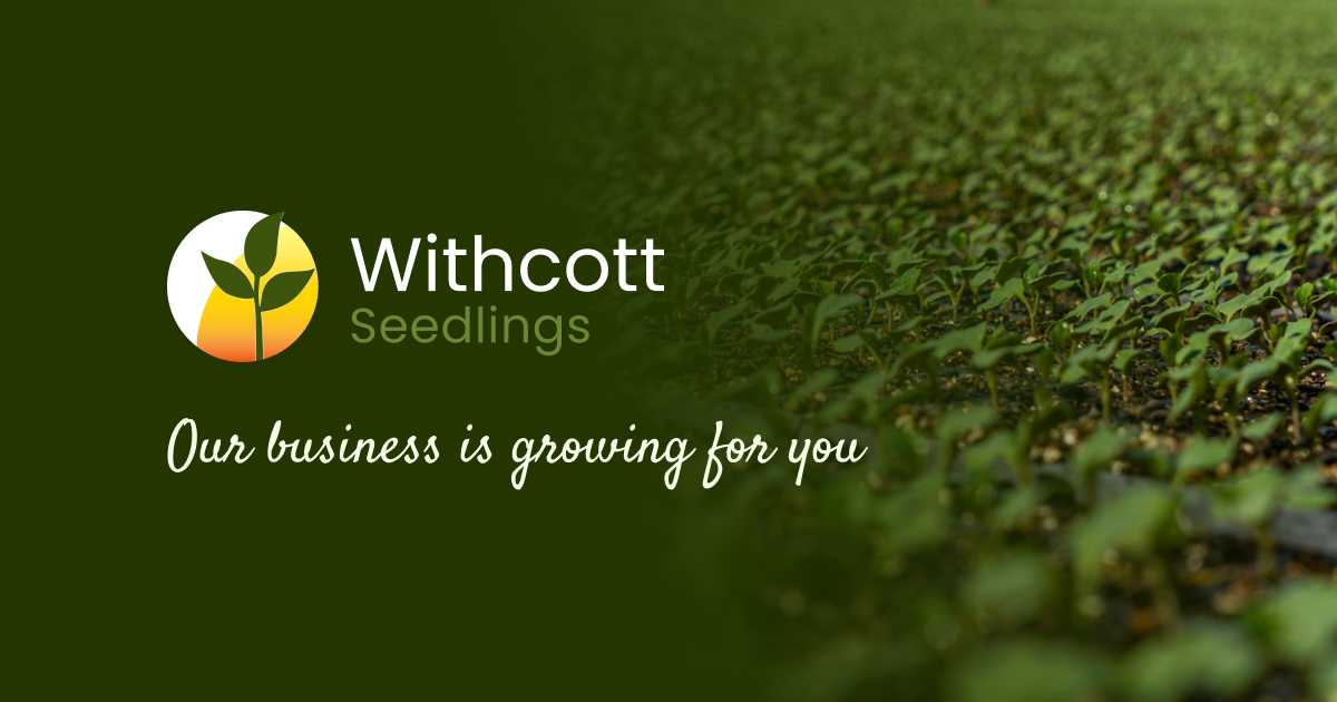 Withcott Seedlings | Leading Supplier of Quality Vegetable & Tree ...
